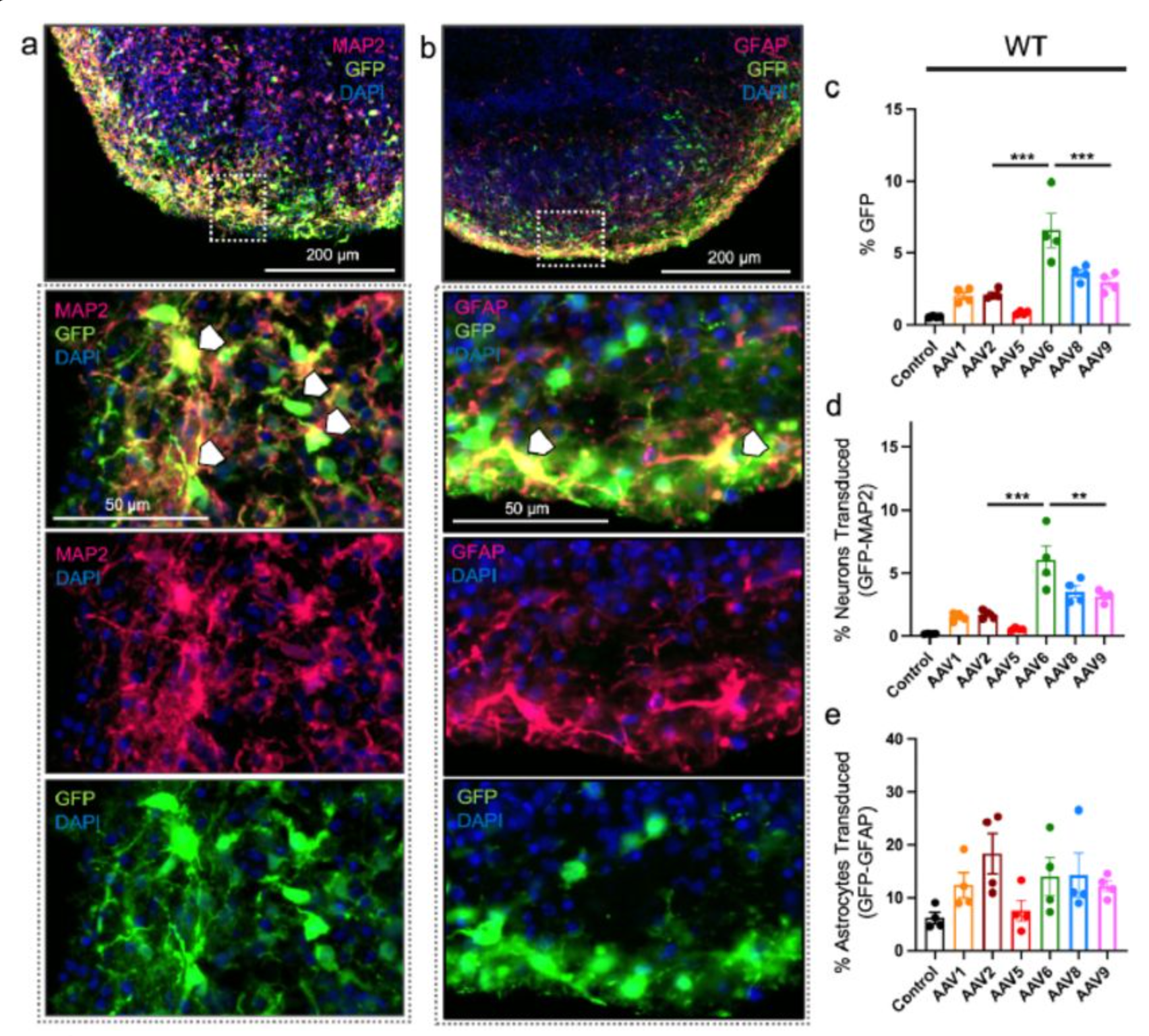 Cell specificity of adeno-associated virus (AAV) serotypes in human ...