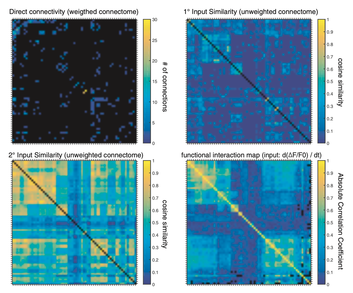 A set of hub neurons and non-local connectivity features support global ...