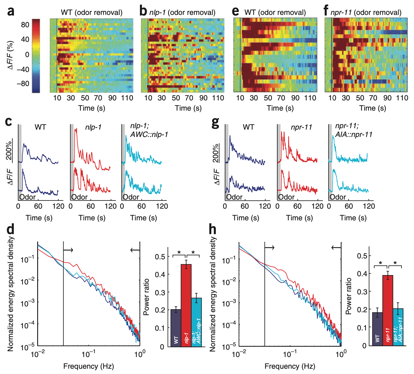 Neuropeptide feedback modifies odor-evoked dynamics in Caenorhabditis ...