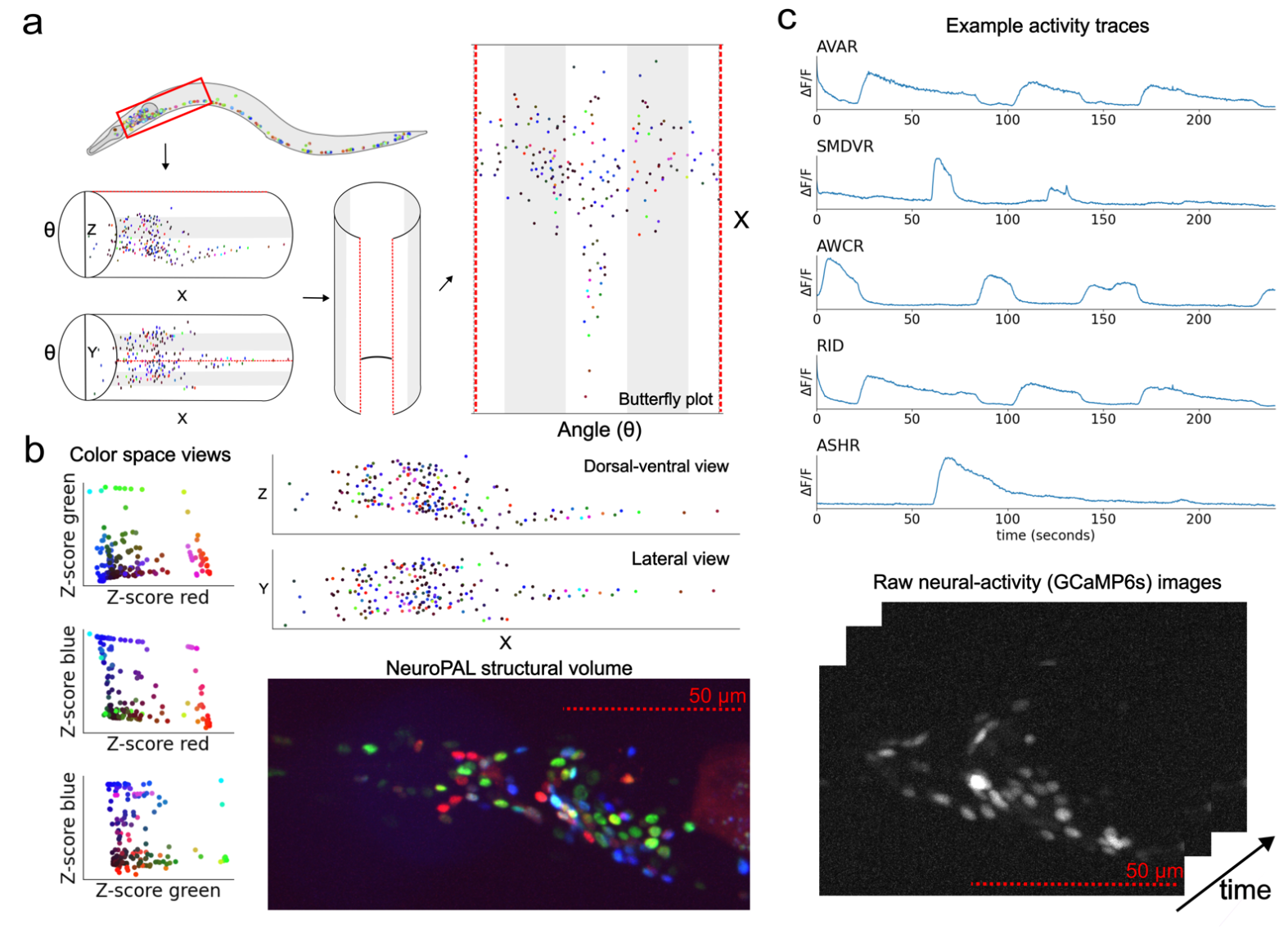 Unifying Community Wide Whole Brain Imaging Datasets Enables Robust Automated Neuron