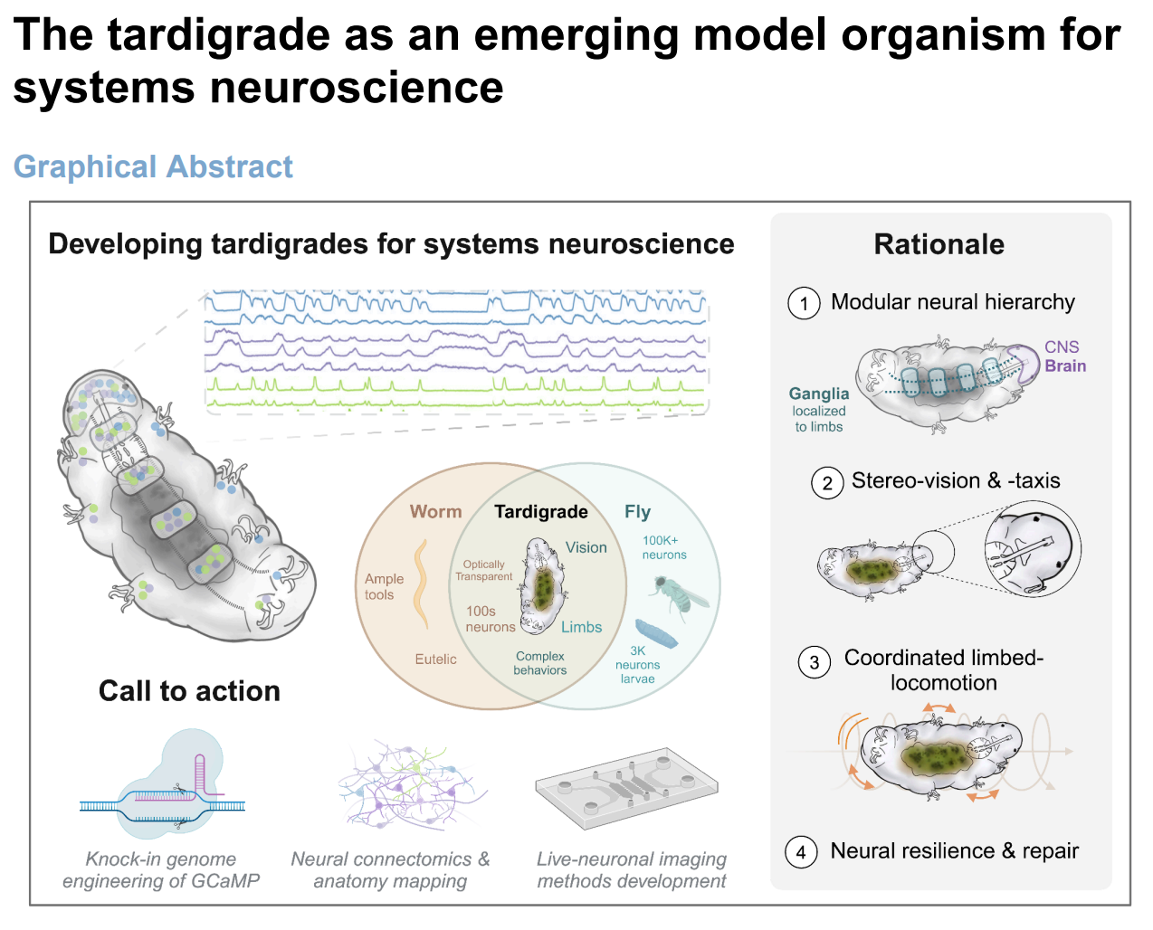 The tardigrade as an emerging model organism for systems neuroscience ...