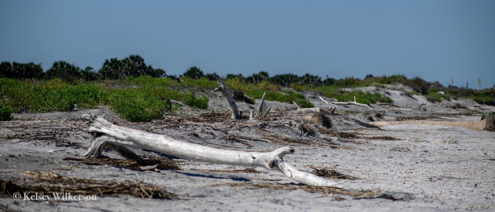 Little Talbot island