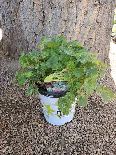Heuchera snow angel Coral bells 19 cm | urban-garden