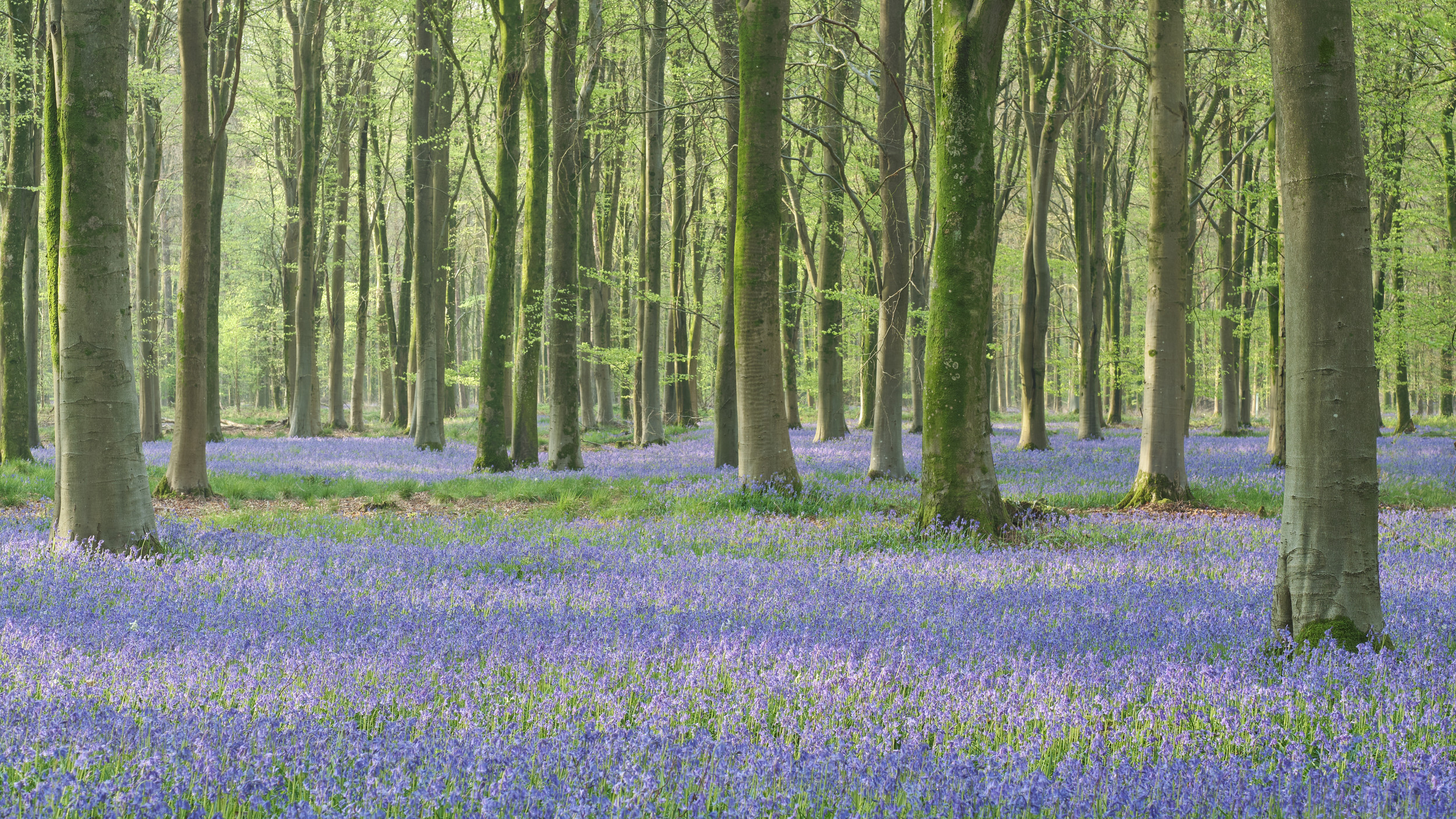 Bentley Wood | Information and Photographs