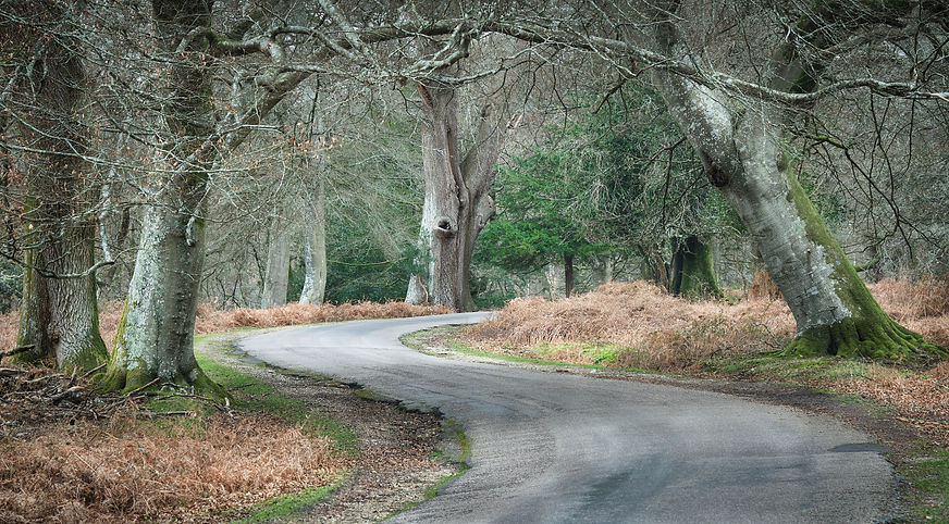 The New Forest | Information and Photographs