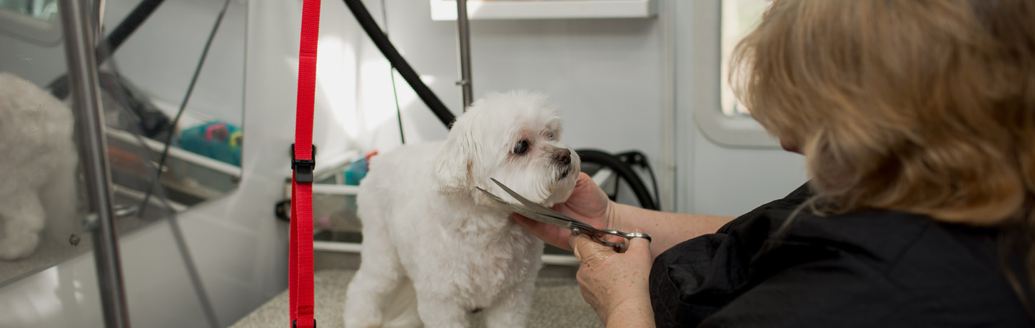 Pet Grooming | Muddy Mutts Grooming | Milford