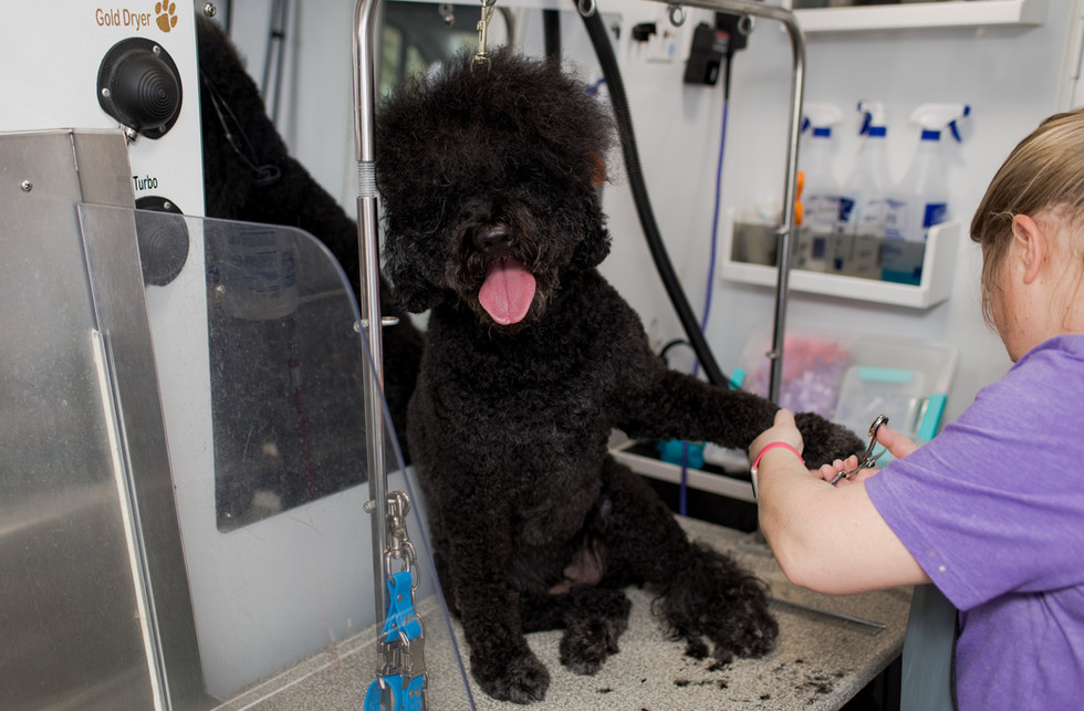 Mobile Grooming | Muddy Mutts Grooming