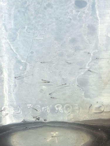 rainbow shiner fry ( notropis Chrosomus ) | Wildlife Pond