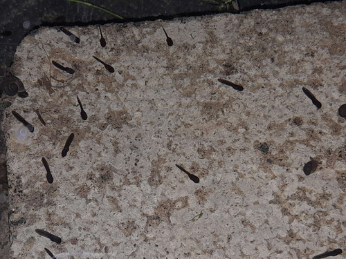 Common toad tadpoles ( bufo bufo) cb 2025 | Wildlife Pond