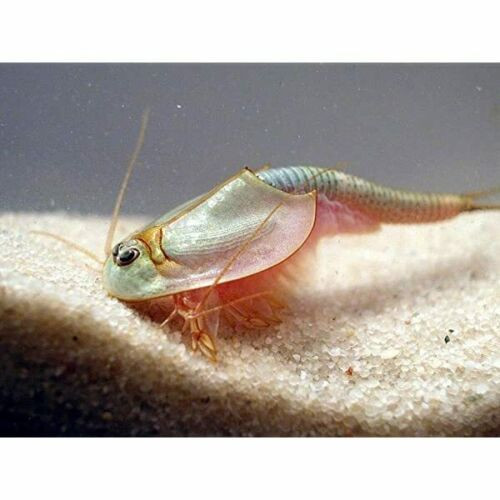triops / tadpole shrimp | Wildlife Pond