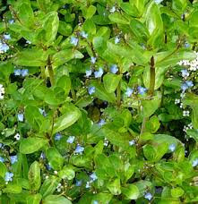 Brooklime ( Veronica beccabunga ) | Wildlife Pond
