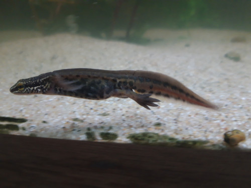 Breeding groups of palmate newts (Lissotriton helveticus) | Wildlife Pond