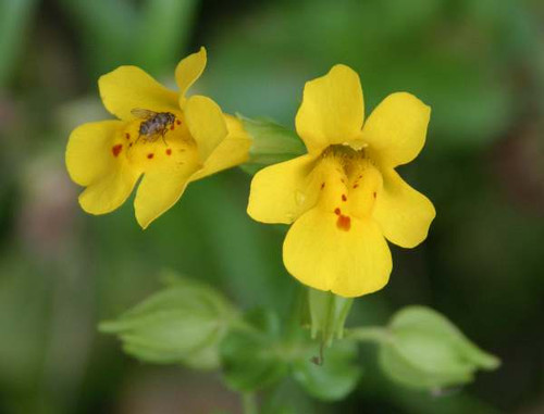 Common monkey flower ( mimulus guttatus ) | Wildlife Pond