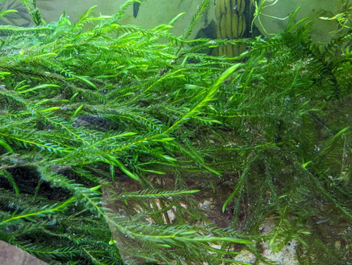 Willow moss ( Fontinalis antipyretica ) | Wildlife Pond