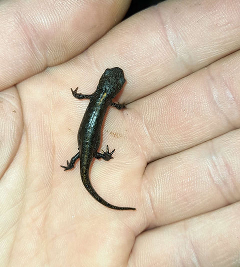 alpine newt uk