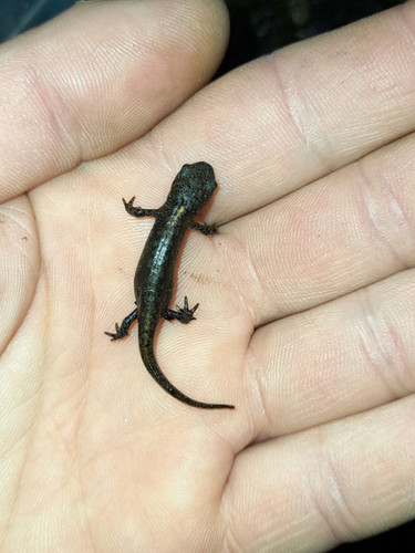 Alpine newt efts ( Ichthyosaura Alpestris) CB 2025 | Wildlife Pond