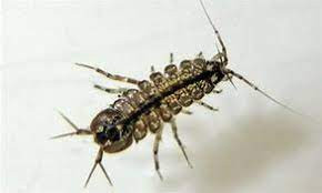 Water louse (Ascellus aquaticus) | Wildlife Pond
