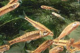 Minnow (Phoxinus phoxinus) | Wildlife Pond