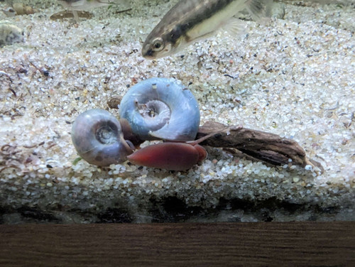 Blue ramshorn snail (planorbis rubrum) | Wildlife Pond