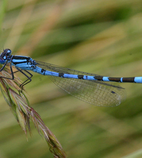 damselfly nymph uk