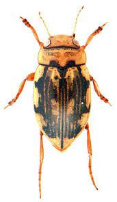 small diving beetle (hydroporinae sp. ) | Wildlife Pond