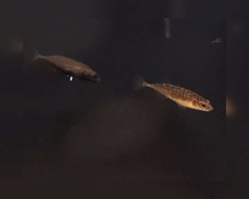 Breeding pair of 9 spined stickleback ( pungitius pungitius ...