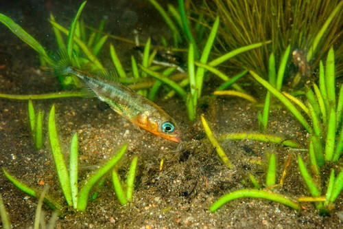 3 spined stickleback ( gasterosteus aculeatus ) | Wildlife Pond