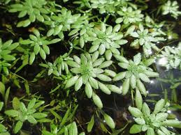 water starwort ( Callitriche stagnalis ) | Wildlife Pond