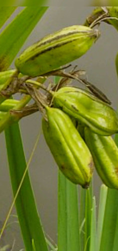 Yellow flag iris seed pods (Iris pseudacorus) | Wildlife Pond