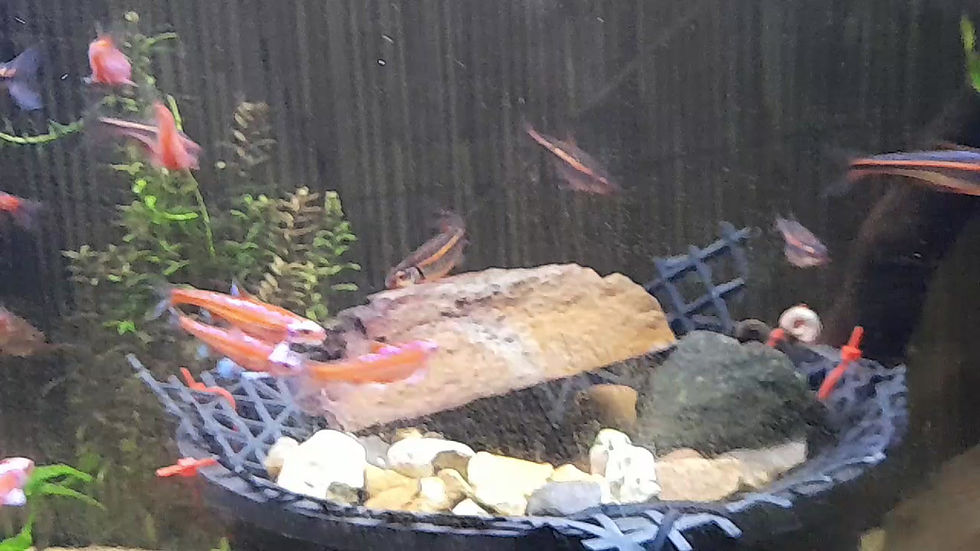 Freshwater Fish | Wildlife Pond and Aquarium