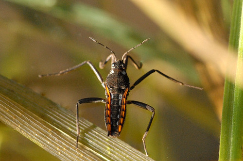 water cricket ( velia caprai ) | Wildlife Pond