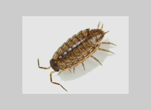Common striped woodlouse (Philoscia muscorum ) | Wildlife Pond