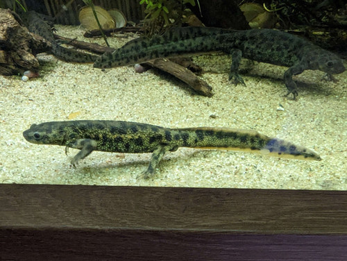 Spanish sharp ribbed newts - cb 2023 | Wildlife Pond