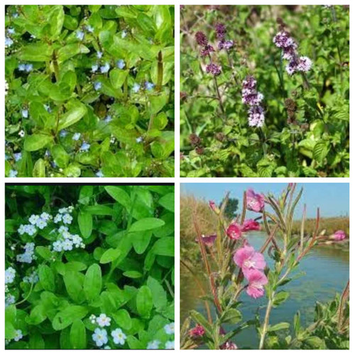 4 native Marginal plants, perfect for newt eggs | Wildlife Pond