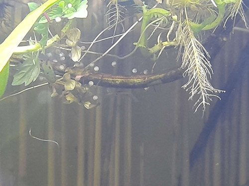 Spanish sharp ribbed newt eggs ( pleurodeles waltl) | Wildlife Pond