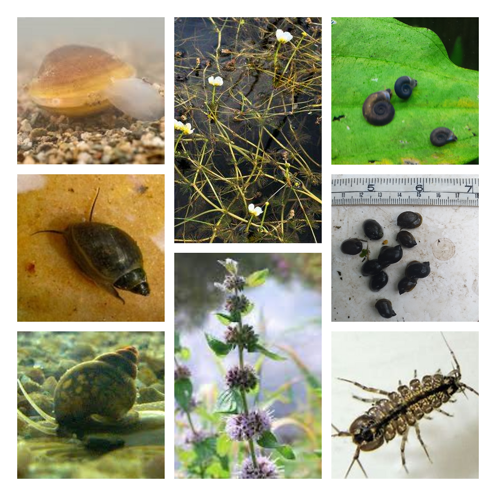 Pond and Aquarium Snails | Wildlife Pond and Aquarium