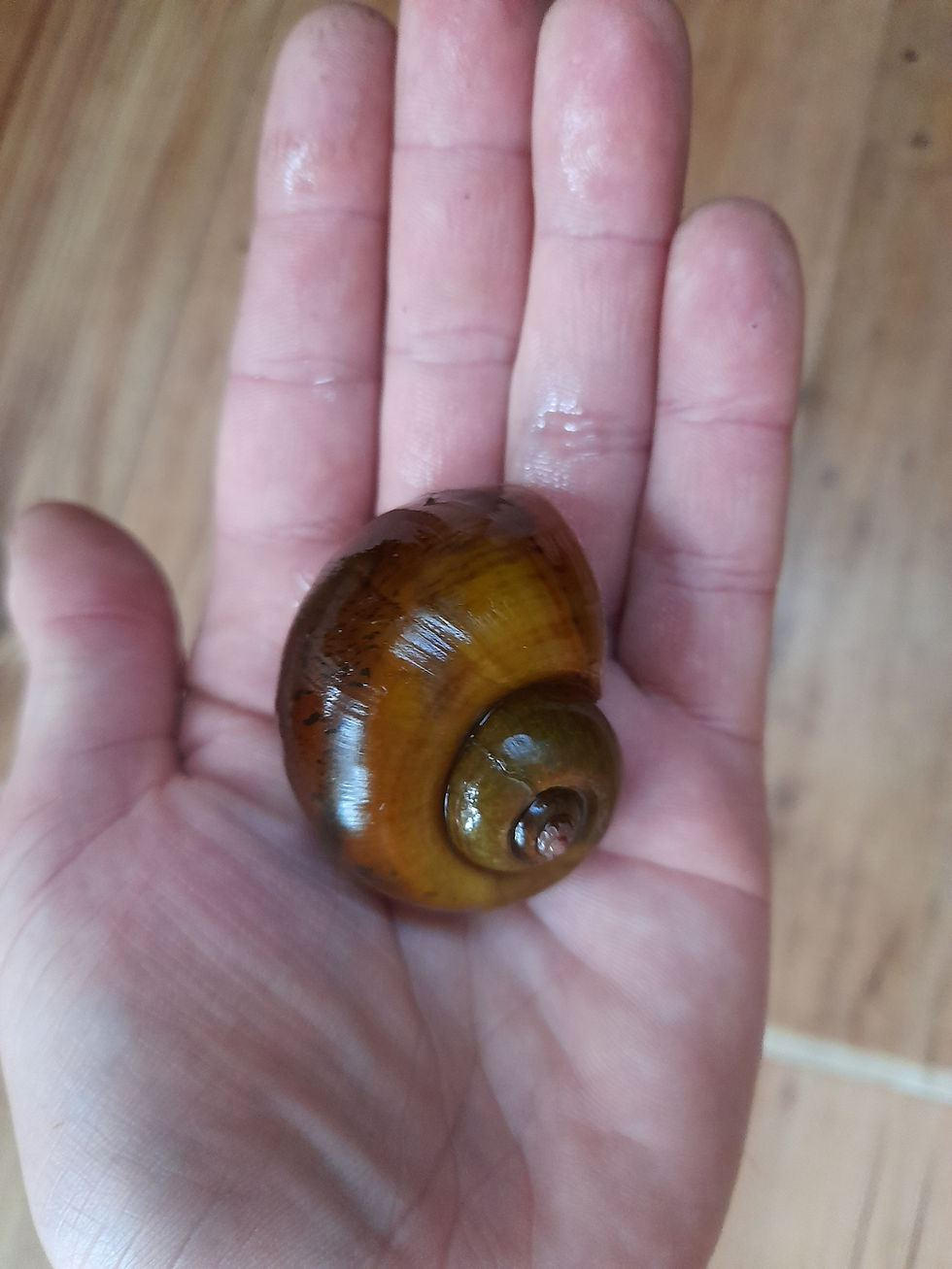 Pond and Aquarium Snails | Wildlife Pond and Aquarium