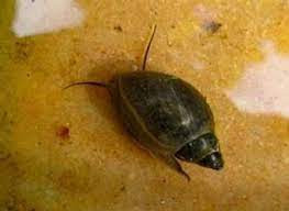 Tadpole snail (Physa acuta) | Wildlife Pond