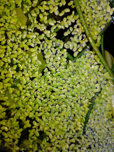 Common Duckweed ( lemna minor ) | Wildlife Pond