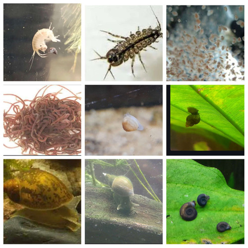Ultimate pond invertebrate pack - 9 species | Wildlife Pond
