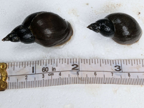 XL great pond snails ( lymnaea stagnalis ) | Wildlife Pond