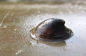 Freshwater limpet (Ancylus fluviatilis ) | Wildlife Pond