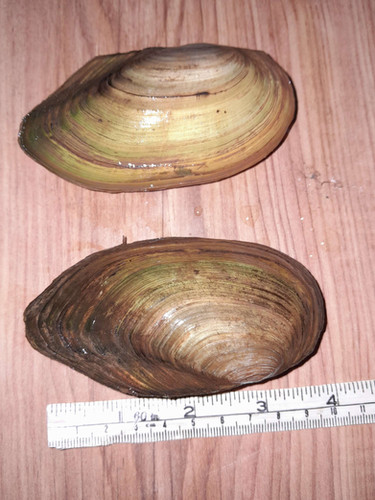 Large Swan mussel (Anodonta cygnea) 10cm + | Wildlife Pond
