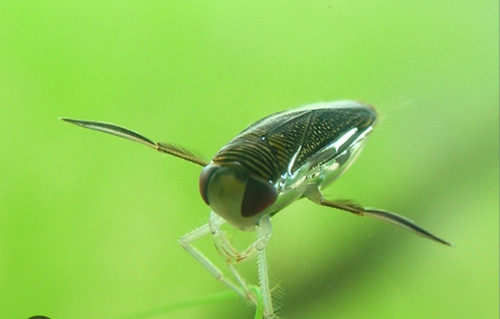 mixed Lesser water boatman (Corixa sp) | Wildlife Pond
