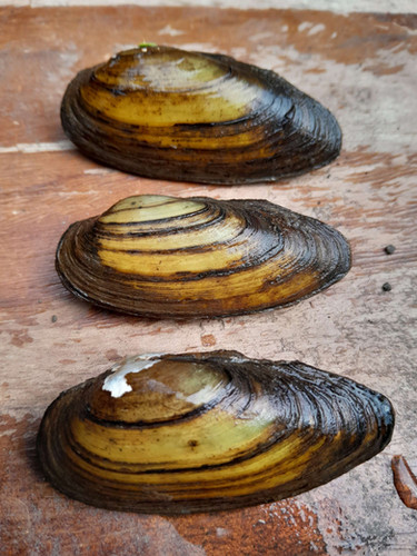 Painters mussel ( unio pictorum) | Wildlife Pond