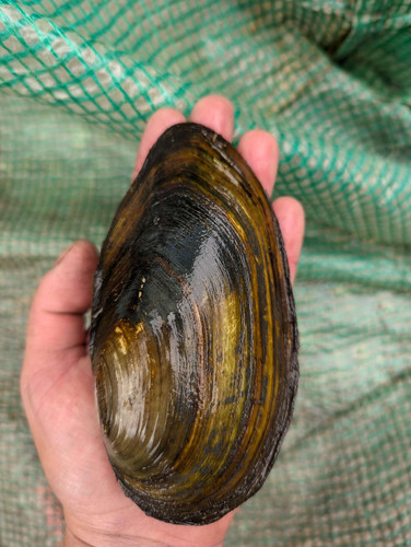 Large Swan mussel (Anodonta cygnea) 12 cm + | Wildlife Pond