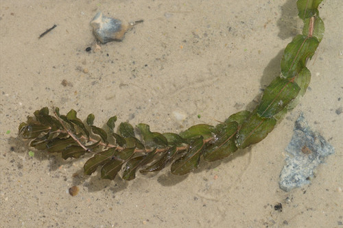 clasping leaf pond weed ( potamogeton perfoliatus ) | Wildlife Pond