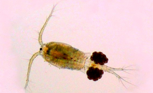 Freshwater copepods ( Cyclops sp ) | Wildlife Pond
