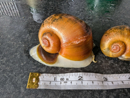 golden giant apple snail | Wildlife Pond