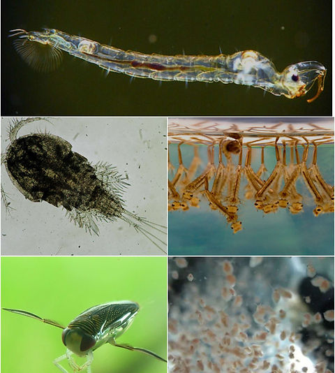micro zooplankton